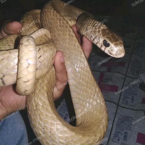 Jual ular jali/ptyas mucosus(sulfur) - Kab. Purbalingga - AndeLian ...