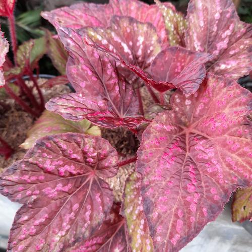 Jual Tanaman Begonia Rex Maori Rimbun / Begonia Merah Mutiara - Kota ...