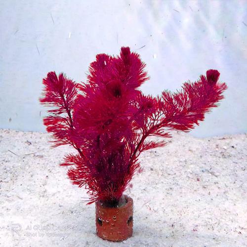 Jual Cabomba Furcata Purple / Kabomba Ungu / Tanaman Aquascape - Kota ...