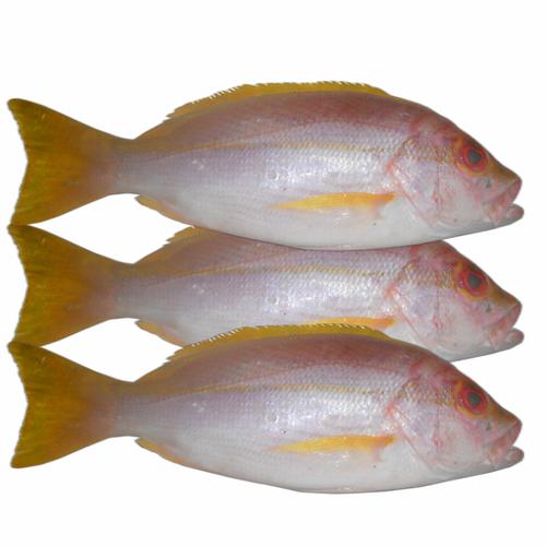 Jual ikan bunga baru - kecil - Kota Makassar - Enka Online | Tokopedia