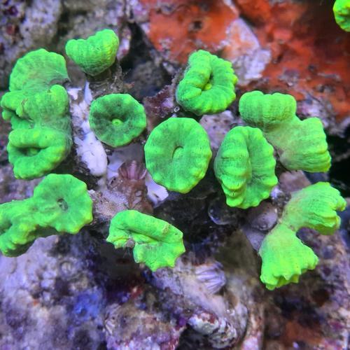 Jual coral candy karang permen - Kota Malang - Banyumili aquaconcept ...