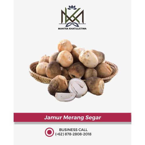 Jual Jamur Merang Segar - 1 kg - Kota Depok - Mantra Khatulistiwa Depok ...