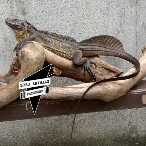 Jual soa layar / hydrosaurus microlophus termurah SOLD OUT - Kota ...