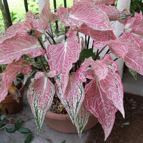 Jual Tanaman Keladi Wayang / Caladium Thai Beauty /Caladium Gingerland ...