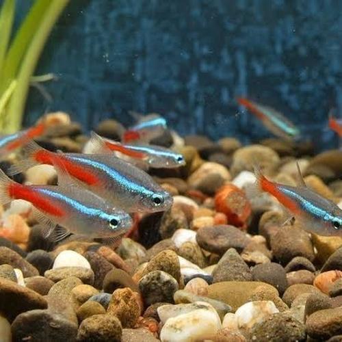 Jual ikan neon tetra cardinal XL PAKET 100 EKOR (IKAN HIAS AQUASCAPE ...