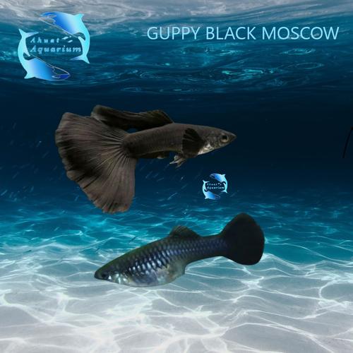 Jual IKAN KOKI WARNA WARNI HITAM (KOKI OLENG) - Kota Medan - Ahuat ...