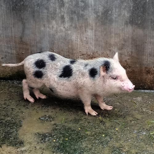 Jual babi mini micro pig - Kab. Bangkalan - AA House Ware | Tokopedia