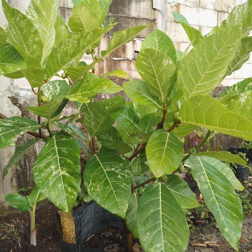 Jual Tanaman Awar-awar Varigata / Ficus Septica Variegata - Kab ...
