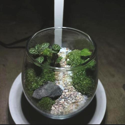 Jual Mini rivarium | Terrarium mini | Fitonia - Jakarta Selatan ...