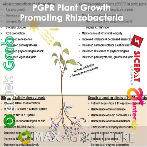 Jual PGPR Plant Growth Promoting Rhizobacteria pemacu pertumbuhan dll ...