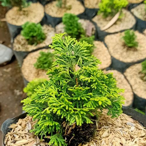 Jual pohon Cemara inoki mini - Kota Bandung - OrcaGarden | Tokopedia