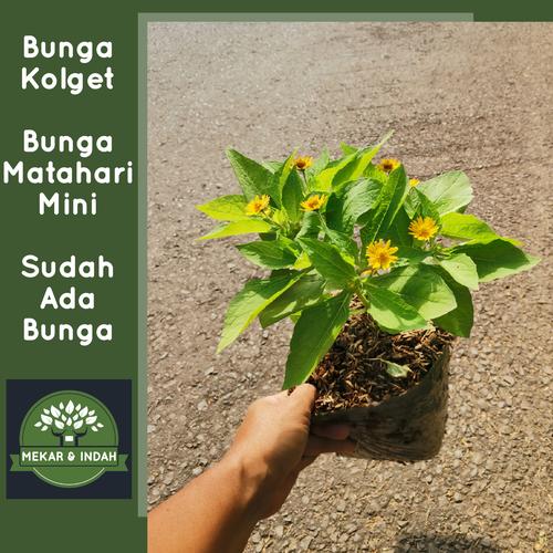 Jual tanaman hias bunga matahari mini/ kolget - Jakarta Timur - Mekar ...