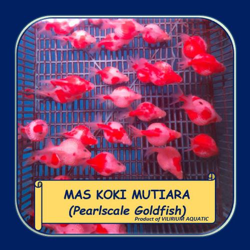 Jual IKAN HIAS AIR TAWAR - MAS KOKI MUTIARA (±2cm) - Jakarta Pusat ...