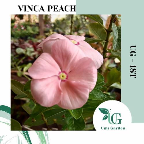Jual 7 Biji Benih Bunga Vinca Tapak Dara Peach - Kab. Sumedang - umi ...