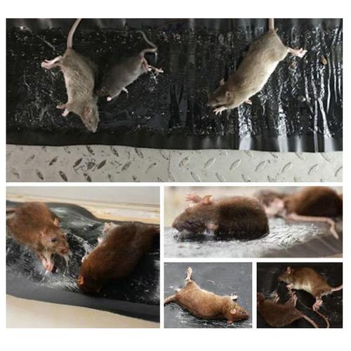 Jual Lem tikus pembasmi hama MAGIC KARPET - 60cm - Jakarta Barat - Kame ...