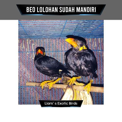 Jual Burung Beo Anakan Muda Hutan Pilihan - Jakarta Timur - Liam' s ...