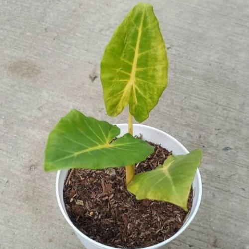 Jual Tanaman hias Pohon Sente kuning-yellow - Kab. Bogor - Dekorasi ...