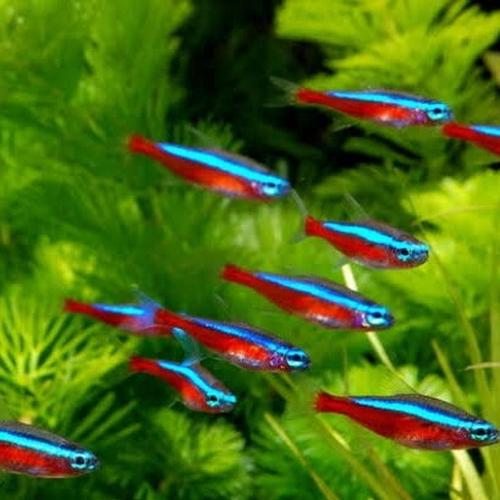 Jual IKAN HIAS NEON TETRA - NEON KARDINAL - NEON CARDINAL HIASAN ...
