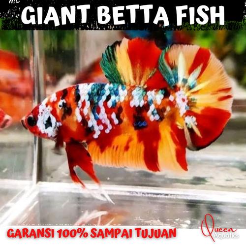 Jual Cupang Giant ikan hias betta fish multycolour 5 CM UP Body Only ...