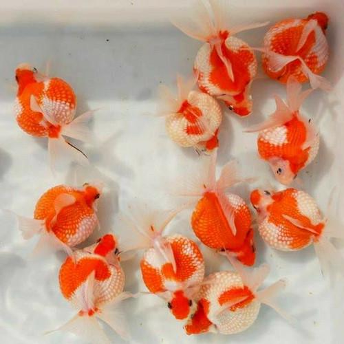 Jual ikan mas koki mutiara - ikan koki - ikan mas mutiara aquascape ...