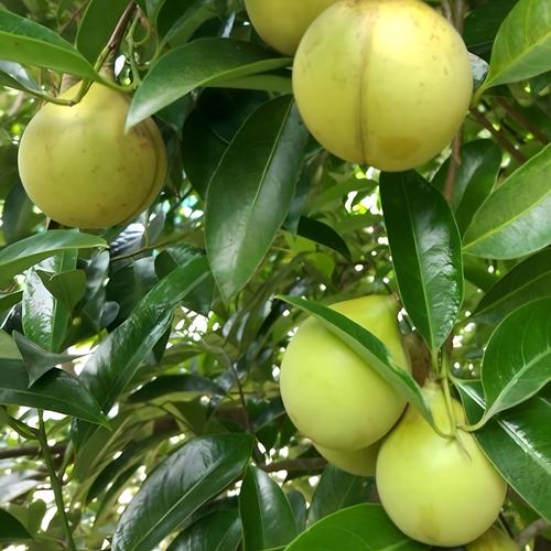 Jual Bibit Tanaman Pohon Pala Herbal Rempah Unggul Siap Tanam - Kab ...