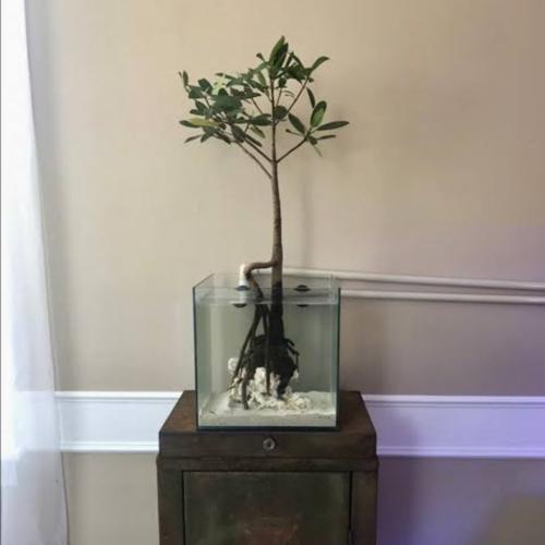 Jual Mangrove Rhizophora Stylos Bakau Refugium Bio Sump Filter Aquarium ...