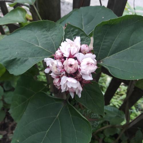 Jual bibit melati menur bunga tumpuk - Kab. Pati - Toko Bibit Falih ...