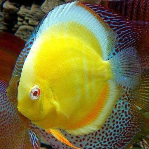 Jual ikan discus golden / golden discus / discus kuning / ikan diskus ...