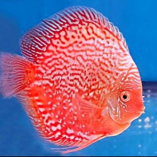 Jual discus stardust / ikan discus / ikan hias / ikan aquascape - 2,5 ...