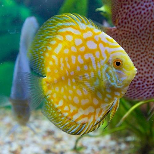 Jual discus golden pigeon / ikan discus / discus pigeon / ikan hias - 4 ...