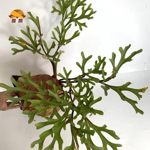 Jual Jual Tanduk Rusa Platycerium Ridleyii + Media Pakis - Kota Bandung ...
