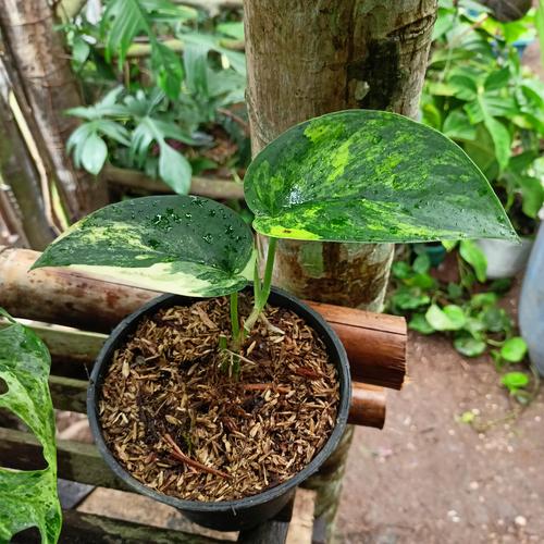 Jual Tanaman Hias Monstera Deliciosa Mint - Kab. Bogor - PT.Akar Hijau ...