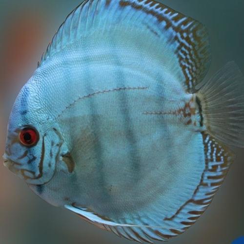 Jual discus blue cobalt / ikan discus / ikan diskus / ikan aquascape ...