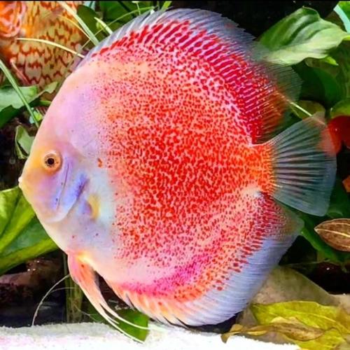 Jual discus snow leopard / ikan discus / snow leopard discus / ikan ...
