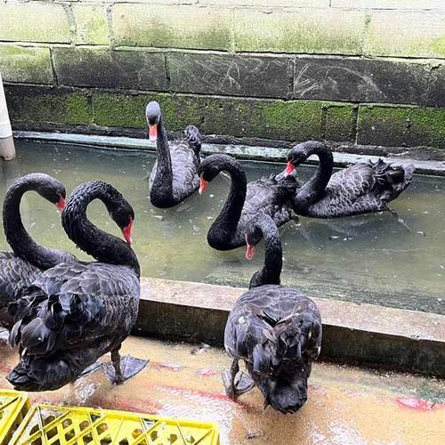 Jual BLACK SWAN ANGSA HITAM DEWASA - Kab. Pandeglang - Al_Fatih Farm ...