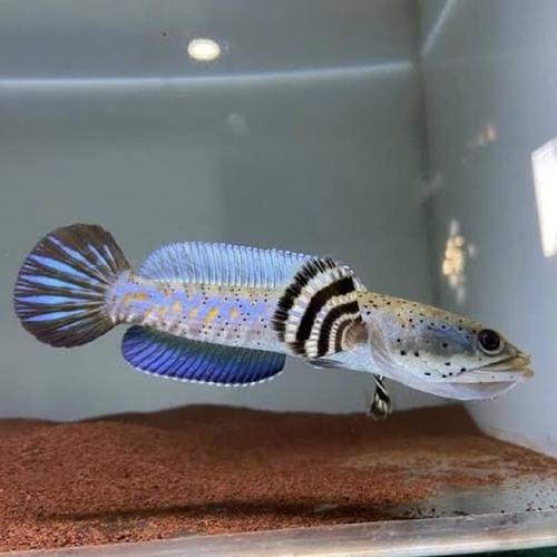 Jual Channa blue pulchra 10-12 cm singel tank flaring - 11-12 cm - Kab ...