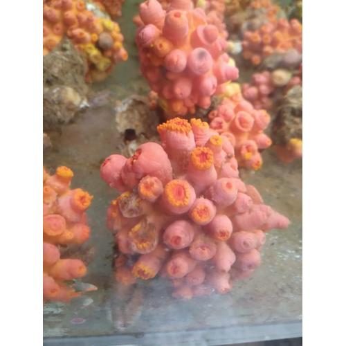 Jual Polip MATAHARI Merah - Coral / Terumbu Karang / Reef Tank - Kota ...