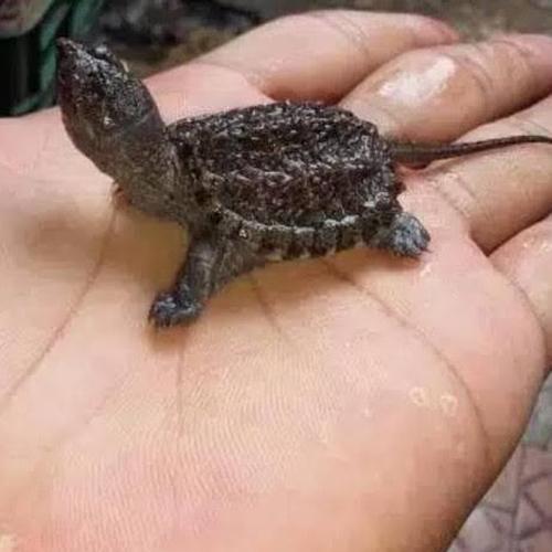 Jual kura kura cst / kura kura common snapping turtle - Jakarta Barat ...