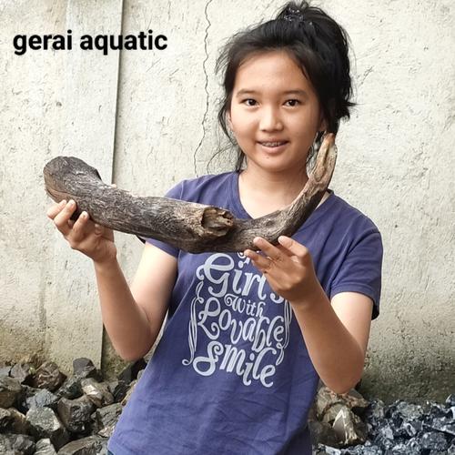 Jual Kayu Laut Tanduk Aquascape LT2036 Aquascape Aquarium - Kota ...
