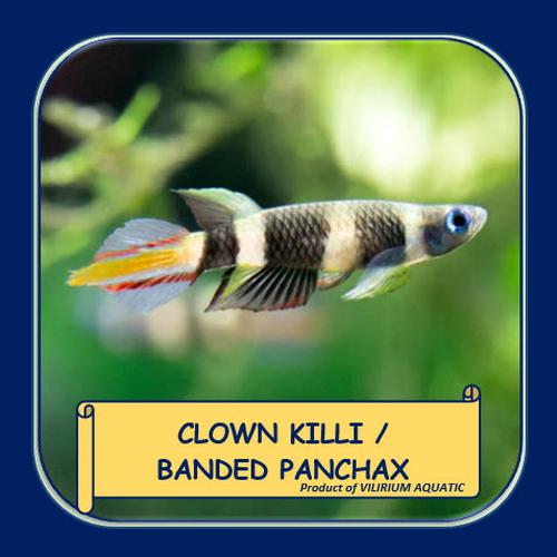 Jual IKAN HIAS AIR TAWAR - ROCKET aka BANDED PANCHAX aka CLOWN KILLI ...
