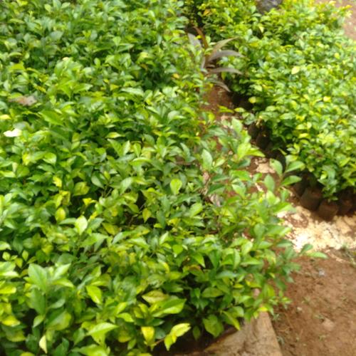 Jual jual pohon tetehan cocok untuk pagar taman Ataw pager dinding ...