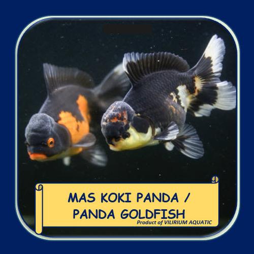 Jual IKAN HIAS AIR TAWAR - MAS KOKI PANDA / TRICOLOUR - 2" (±5cm ...