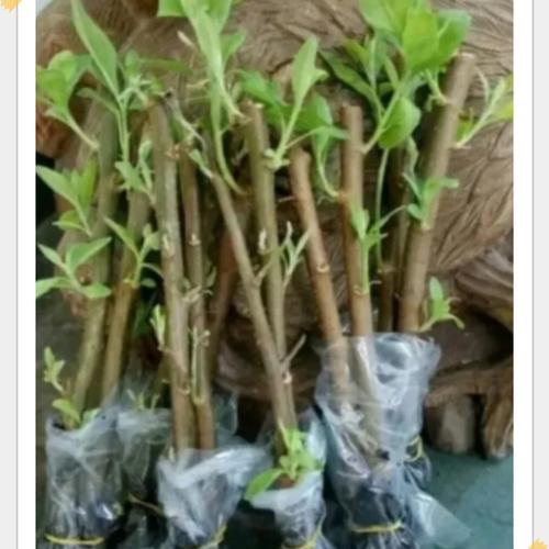 Jual 5 stek batang pohon Gamal siap tanam readystok - Kab. Bogor ...