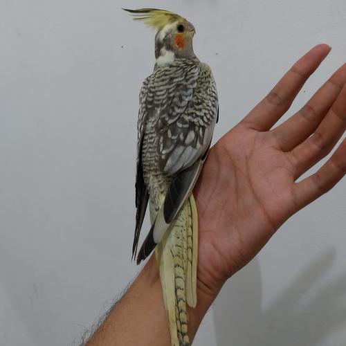 Jual burung falk parkit australia bahan jinak ff - Kota Tangerang ...
