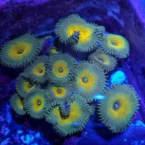 Jual zoa kapten jerks - Kab. Sumedang - Marvel Marine Outlet | Tokopedia
