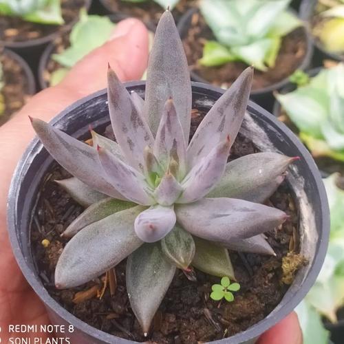 Jual tanaman hias/sukulen echeveria unguiculata - Kab. Bandung Barat ...