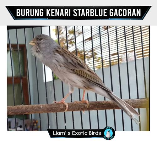 Jual Burung Kenari Loper Gacoran Warna Gelap - Jakarta Timur - Liam' s ...