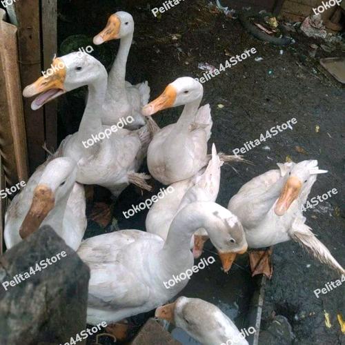 Jual BEBEK ANGSA /SOANG UKURAN BESAR - JANTAN, POTONG BERSIH - Jakarta ...