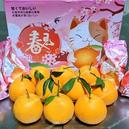 Jual Jeruk Chunjian Papagan Dekopon Special gift box Jeruk Papakan ...