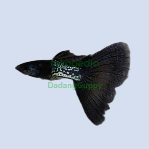 Jual Ikan Hias Guppy Black Lace - betina - Kota Depok - DadangGuppy | Tokopedia